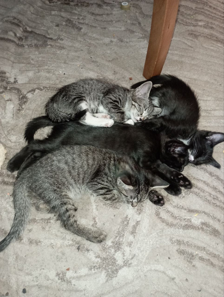 Домашние котята в добрые руки