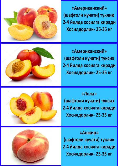 Саженцы все виды, в хороших ценах.