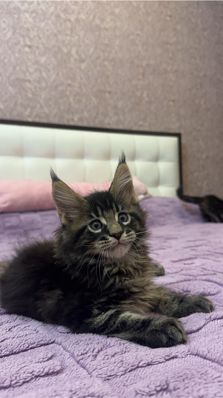 Продаются котята породы Мейн кун