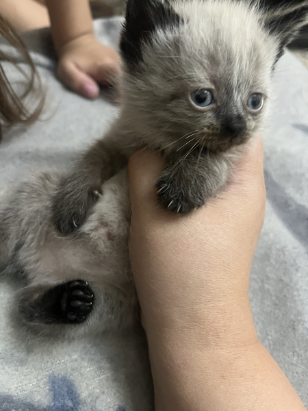 Девочка скотишь страйт