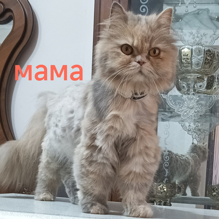 Готовятся к бронированию котята