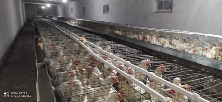 Parranda qafaslari (zanglamas metall)