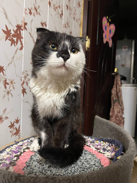 Котик вислоухий , 6 месяцев, к лотку приучен