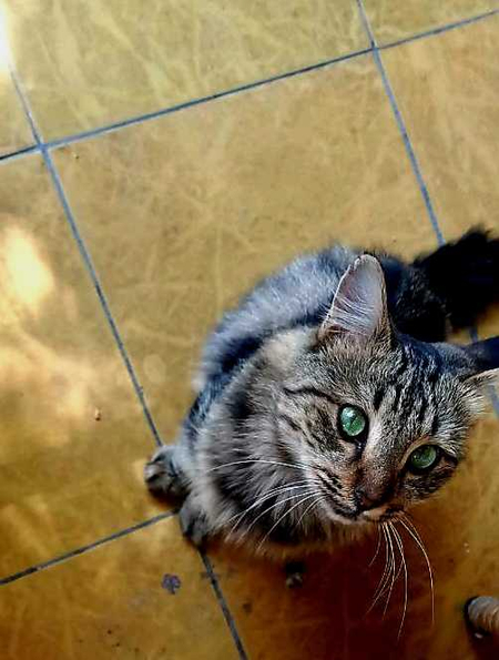 Котик в добрые руки