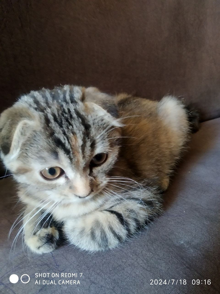 Кошка скотишфолд