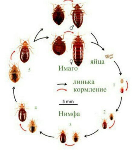 Dizenfeksya islep beremiz