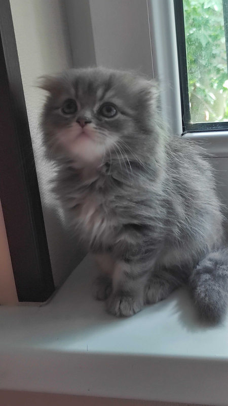 Котенок шотландский вислоухий