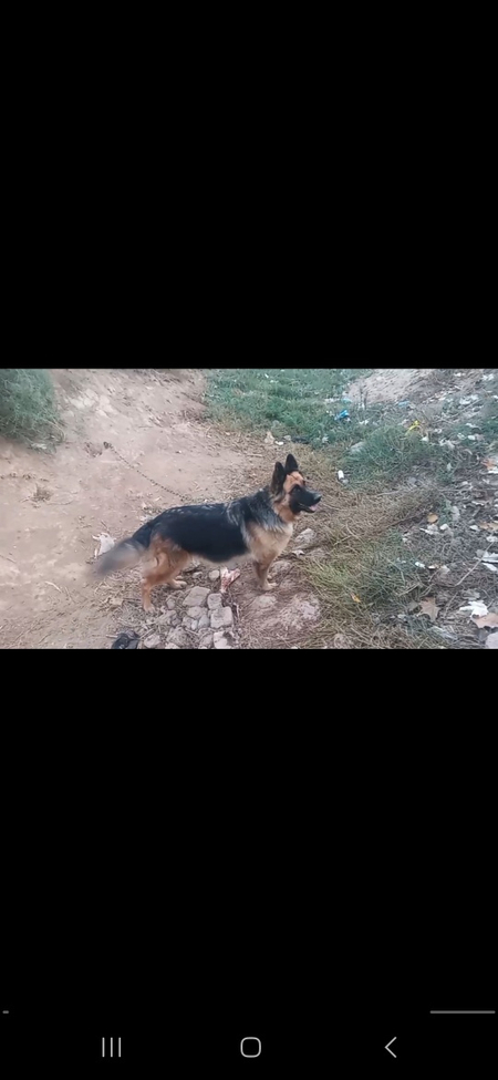 Немецкий овчарка