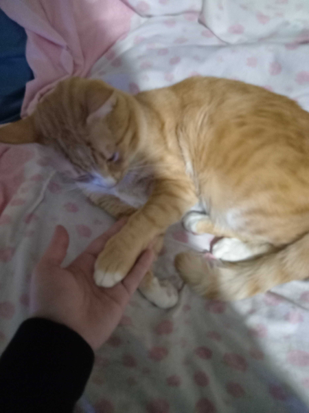 Отдаю кота, бесплатно