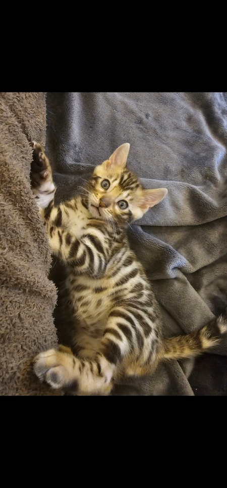 Бенгальский котенок