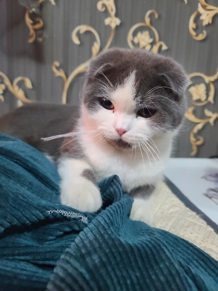 Вяска. Скотиш фолд. (Сотилмийди )