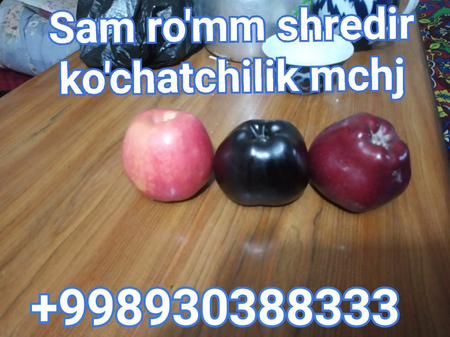 Oʻrik yongʻoq olxuri bodom pista uzum olma nok golos shoftoli behi