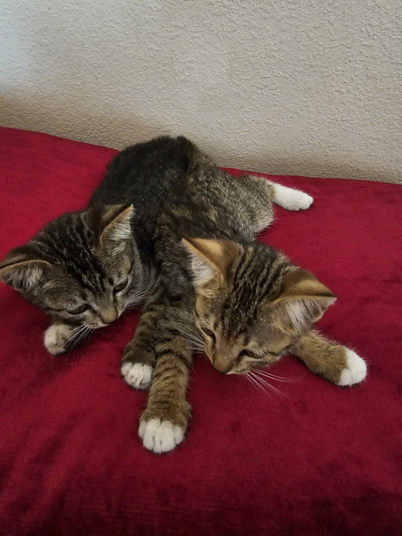 Котята необычного цвета