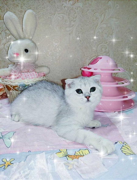 Продается котенок серебристая шиншилла, девочка.