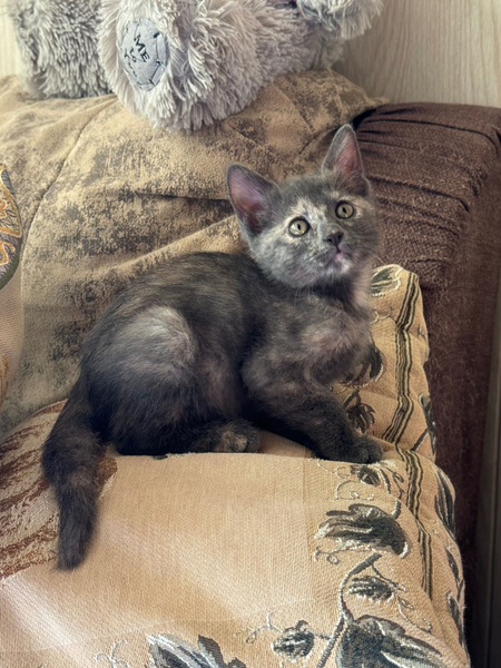 В добрые руки котенок