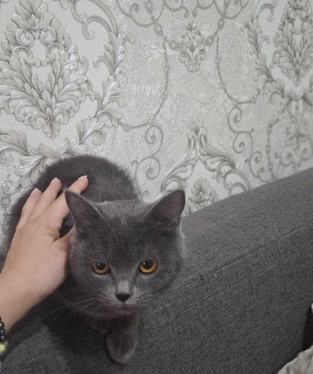 Отдам даром котенка