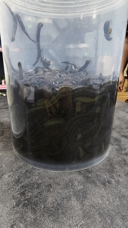 Zuluk zulik zulu