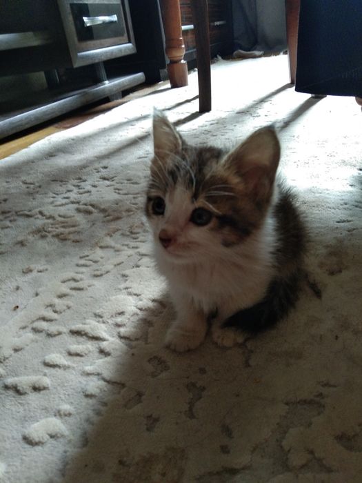 Отдам котенка мальчик