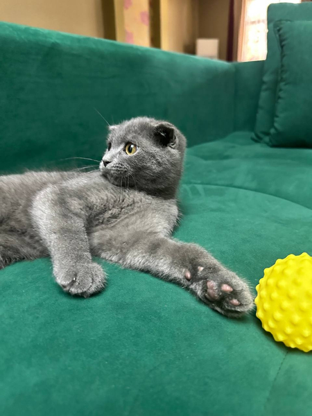 Скотиш фолд мальчик 3 месяца