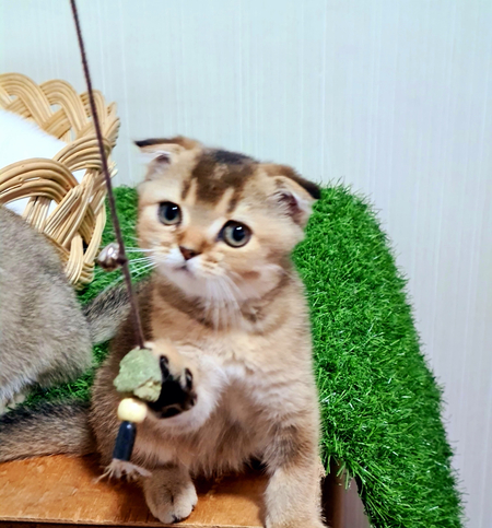 Котята шотландские