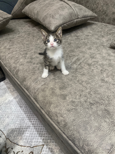 Кошка котенок