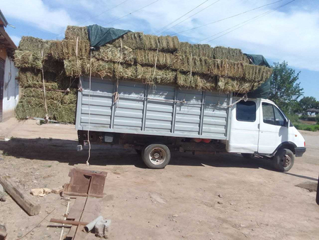 Gazel yuk tashishga