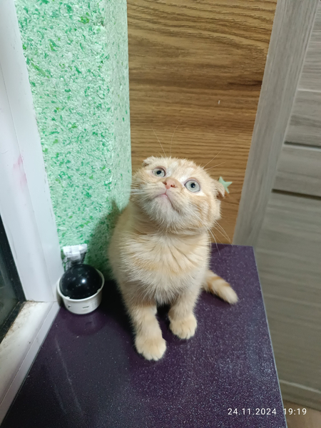 Супер котята. От правильной вяски.