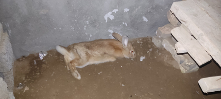 Quyon sotiladi erkak samets tayyor qoshishga