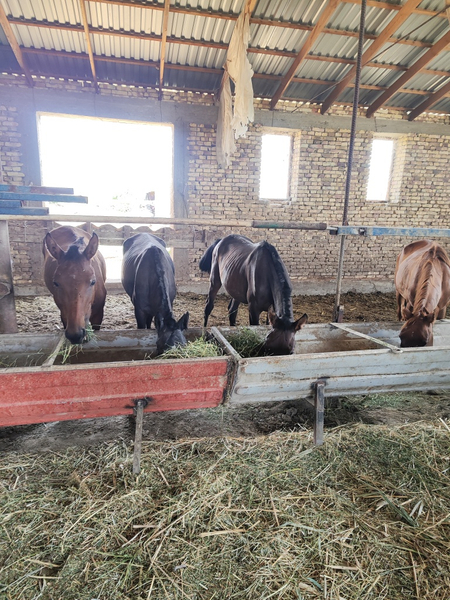 Narxini kelishamiz telefon qilsayizla