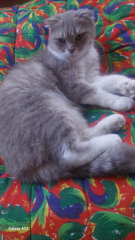 Zotdor mushuk ayol