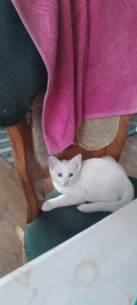 продаются котята
