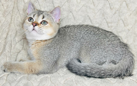 Золотая шиншилла