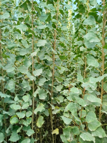 Oʻzbekiston terak koʻchatlar