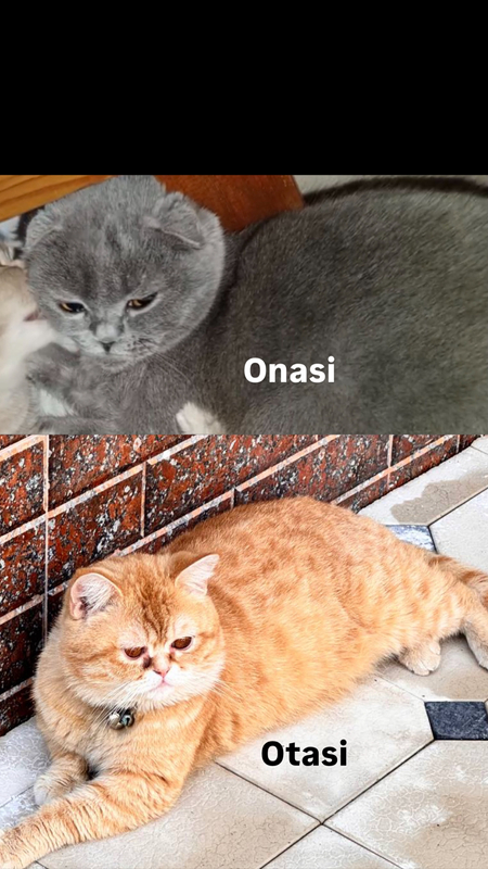 Mushuk zoti toza