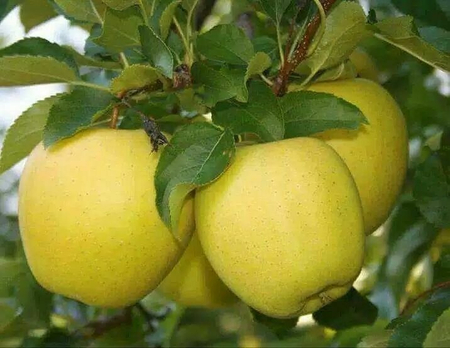 Mevali kuchatlar pakana va yarimpakana