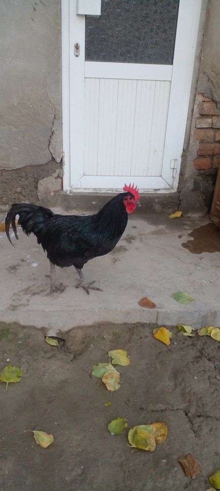 Qora tovuq Xoʻrozlari