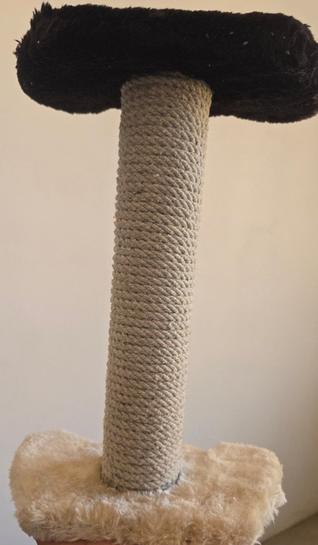 Skottish fold ogil bola