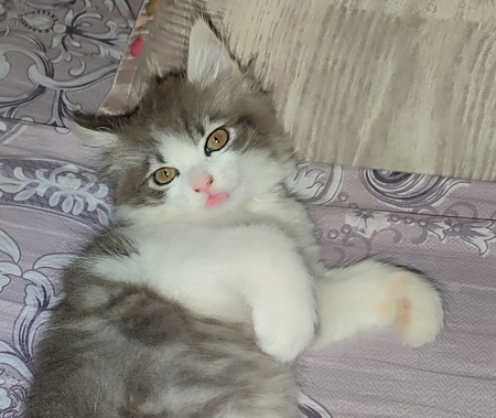 Продается котенок домашний