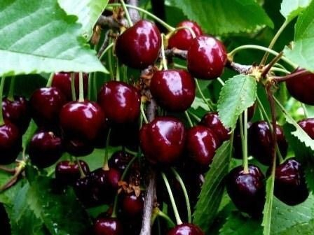 КУЧАТЛАР Хамма турдаги мевали кучатларимиз бор сортига кафолат берилад