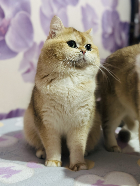 Приглашает на вязку