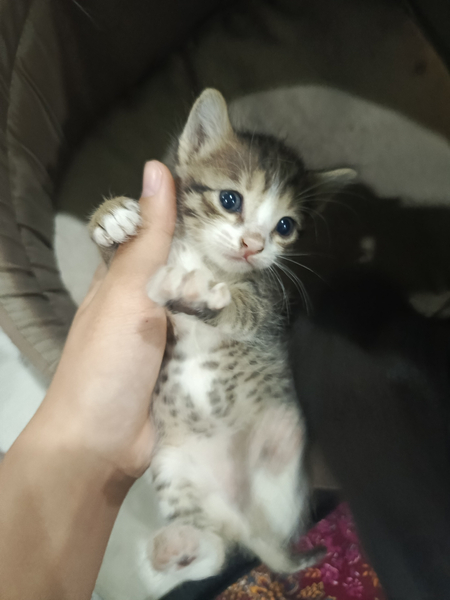 Котята  голубо глазые