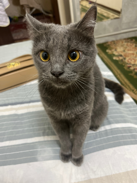 Кошка на вязку