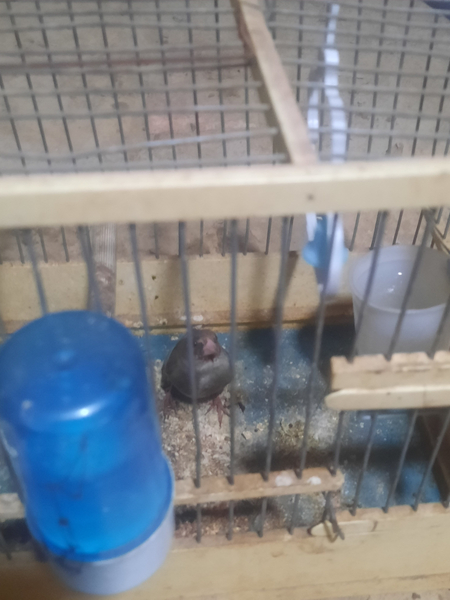 SAVA QUSH SAL SAYRIDI Hozir tulovoti hozir sal sayrovoti tulaganni his
