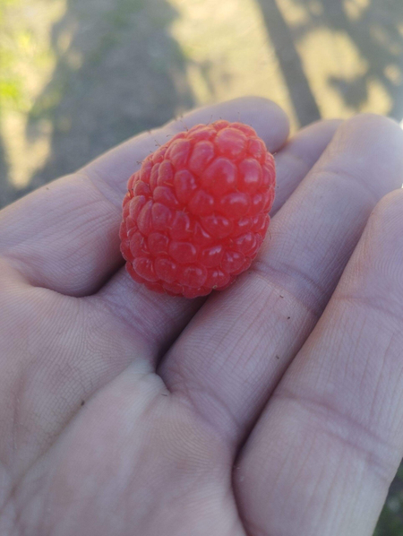 Малина кўчатлари