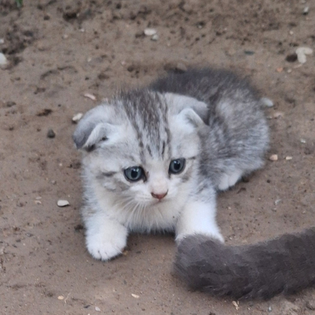 Котята скоттиш фолд