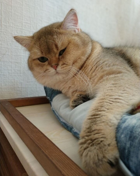 Vyazkaga sotilmedi