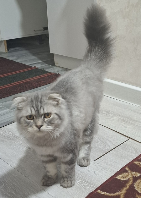 Срочно продам котенка шотландский вислоухий