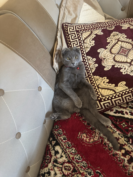 Продам Кошку Скотиш фолд Мальчик 3месяца!
