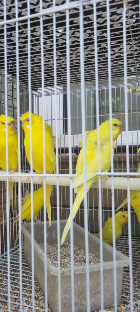 Toʻti qush turli xillari bor