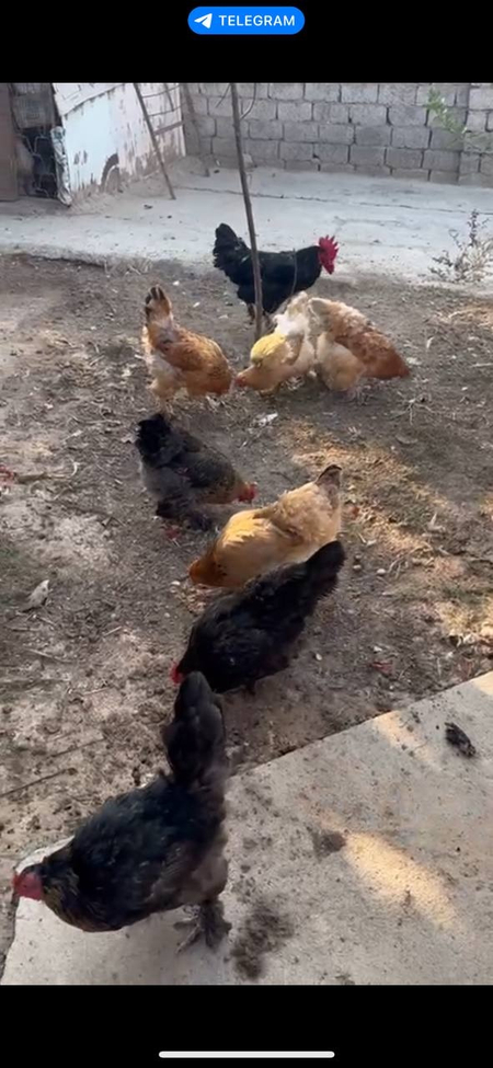 tovuq xorozlar sotiladi